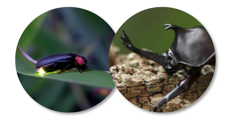 Insect Genomics | Shigenobu Lab